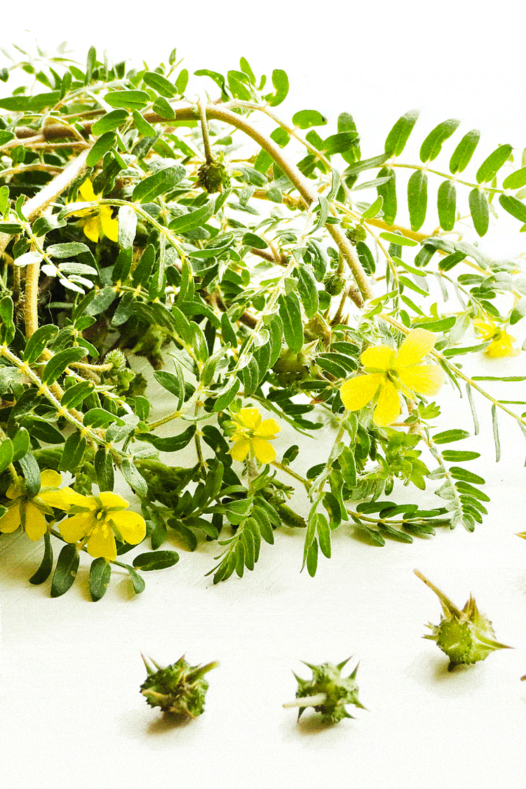 Testosterone – Everlife